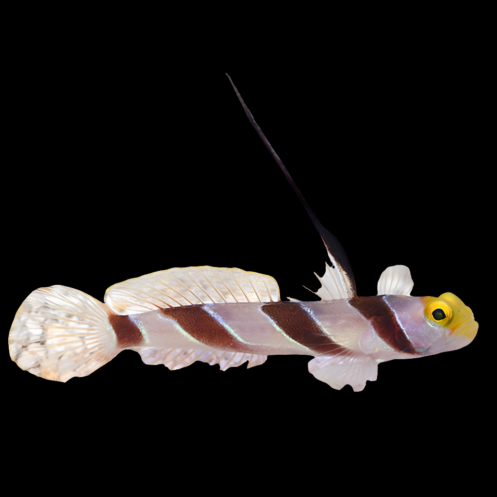 Yellow Rose (Antenna) Goby - Stonogobiops nematodes – Aquatic Oasis Reefing