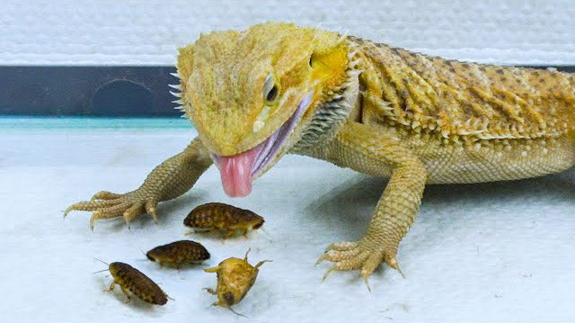 Reptile/Exotics Live Food – Aquatic Oasis Reefing