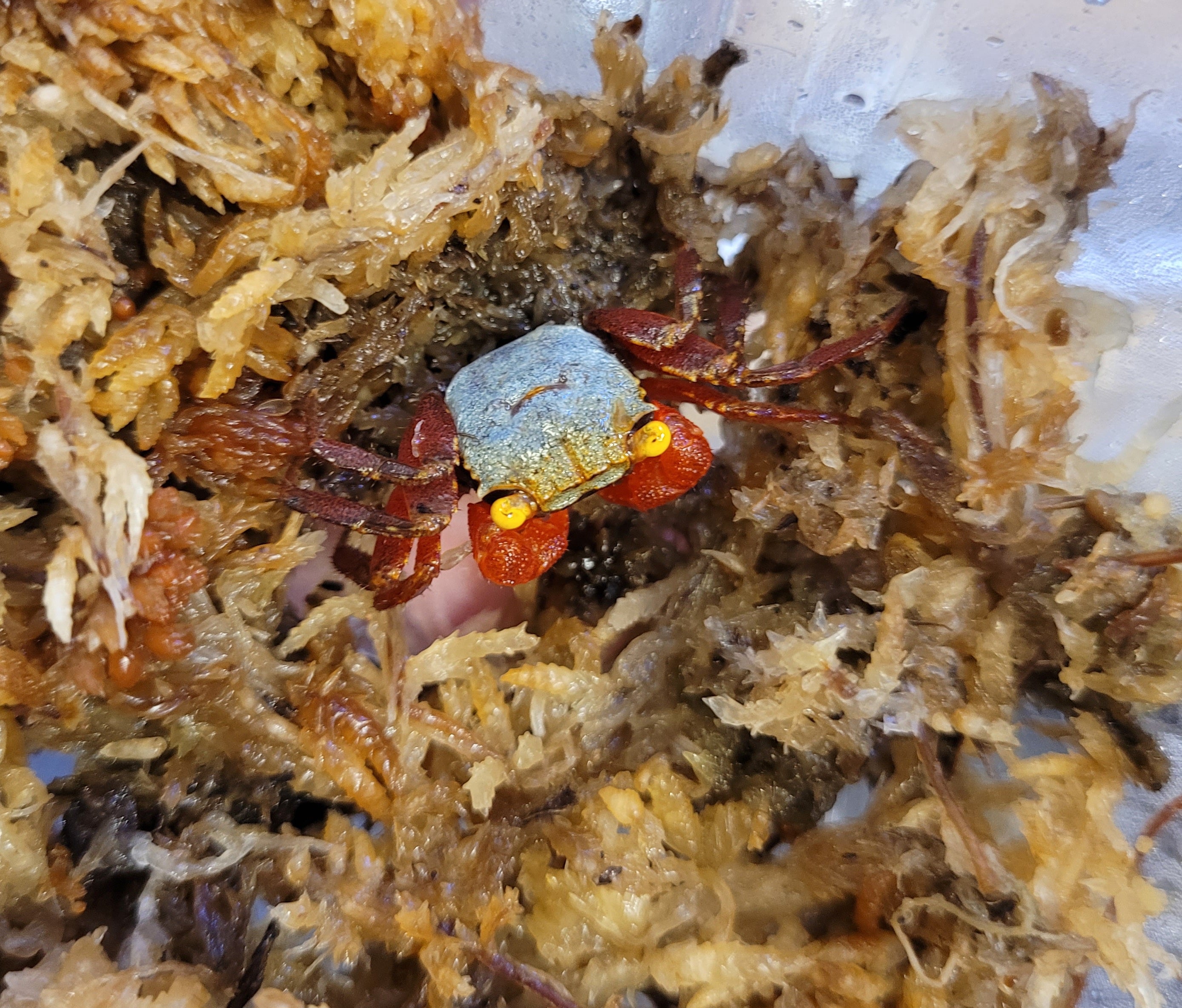 Rainbow Vampire Crab (Geosesarma rouxi) - Live Freshwater Aquarium Crab ...