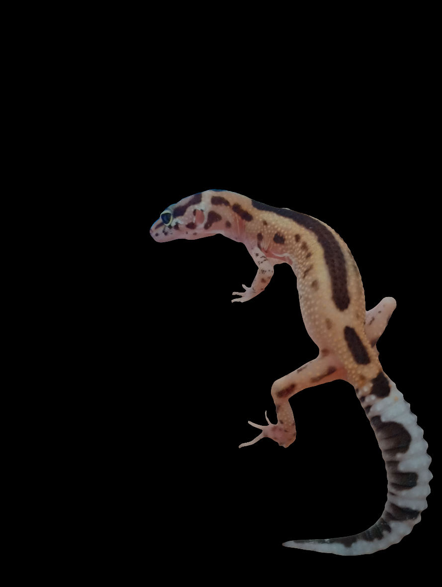 Leopard Gecko Normal Het Black Knight - Breeding Genetics | Aquatic ...