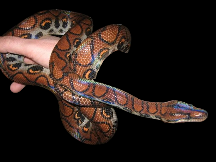 Adult Female Brazilian Rainbow Boa – Aquatic Oasis Reefing