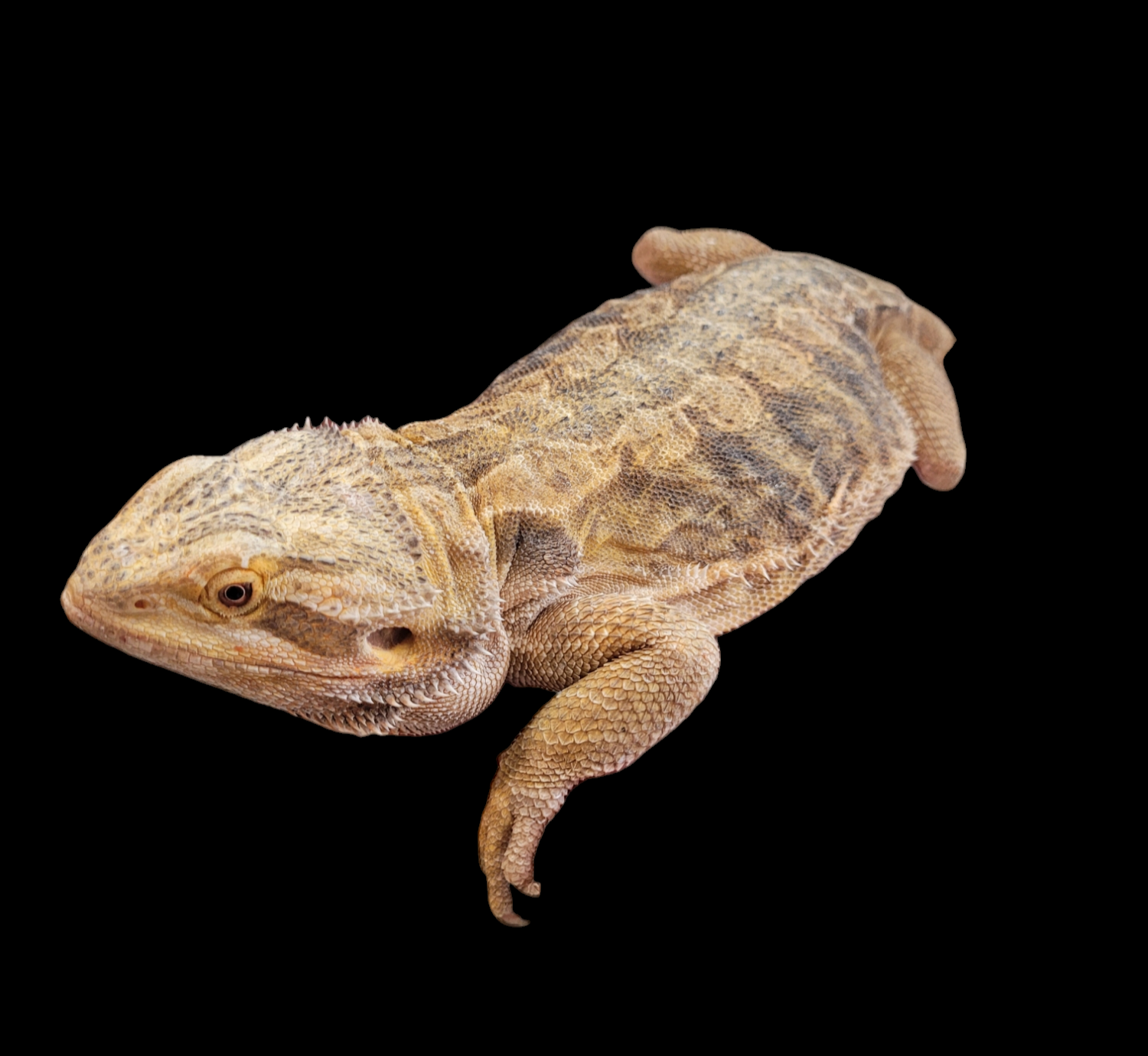 Adult Leatherback Bearded Dragon – Aquatic Oasis Reefing