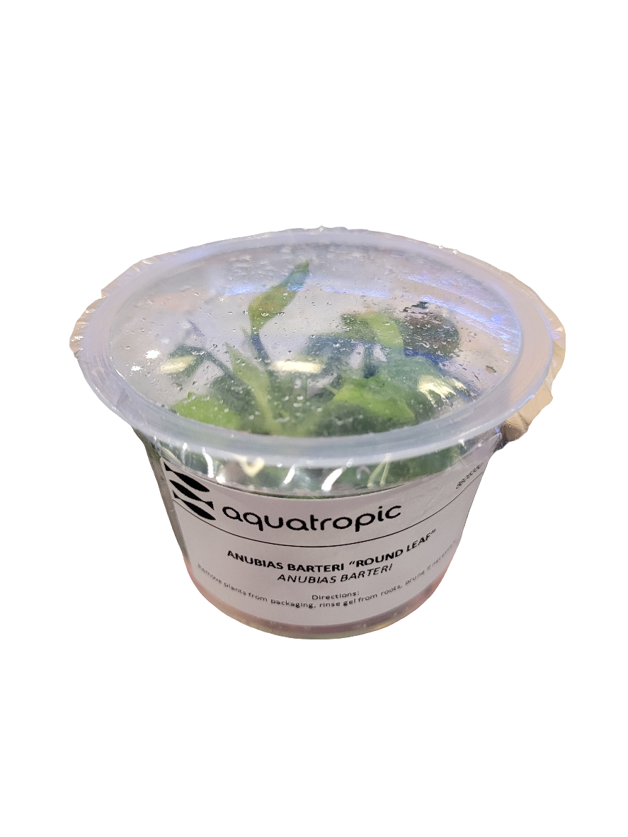 Anubias Barteri - Aquatropic Tissue Culture Plant | Aquatic Oasis ...