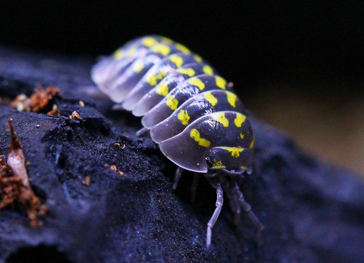 Buy Yellow Spotted Isopods $25 - Armadillidium gestroi Live Cleanup ...