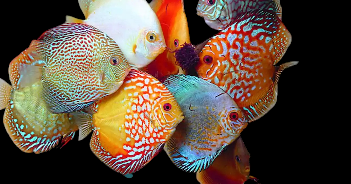 Assorted Premium Discus - 3" - Symphysodon – Aquatic Oasis Reefing