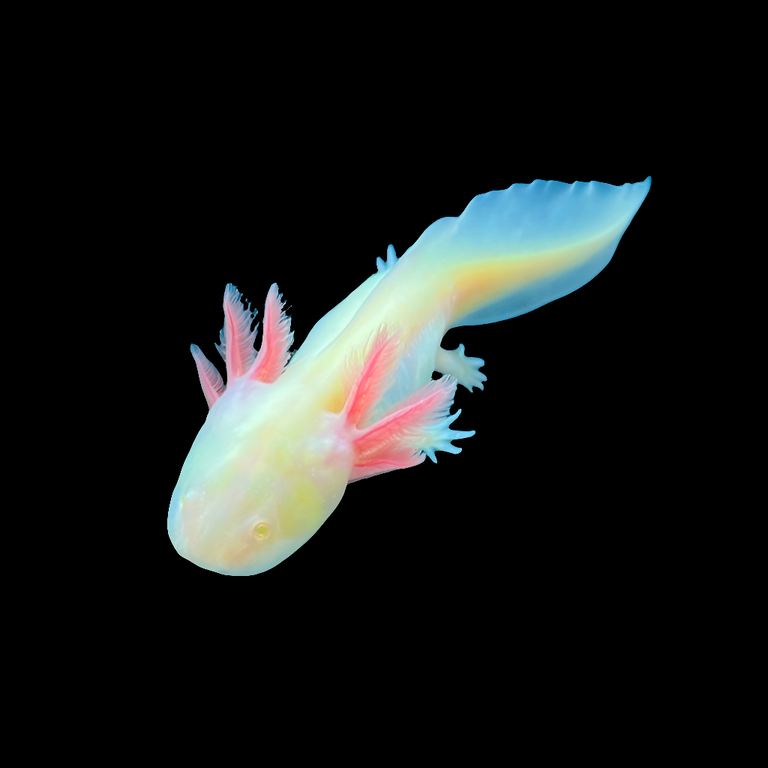 GFP Albino Axolotl for Sale - Fluorescent Live Pet | Aquatic Oasis ...
