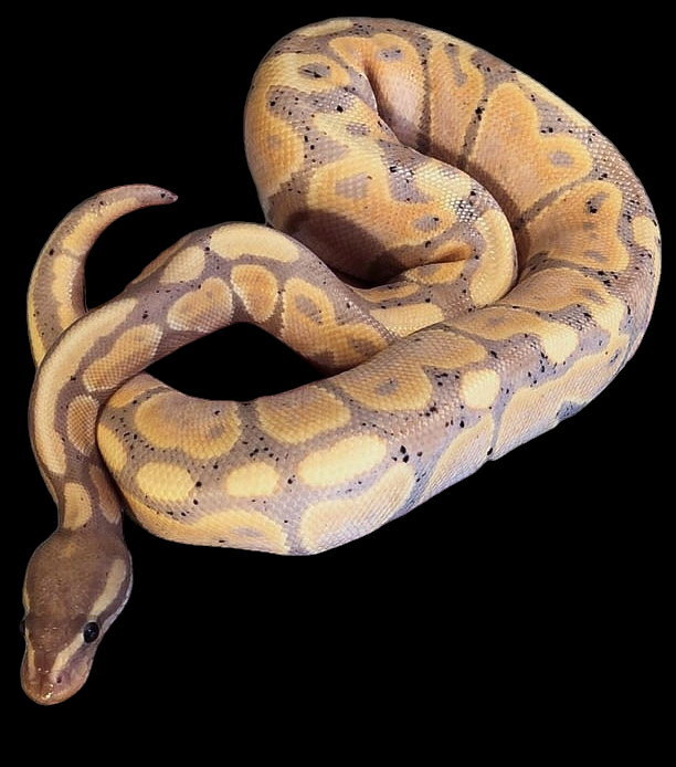 Banana Enchi Ball Python Adult Male - Designer Morph | Aquatic Oasis ...