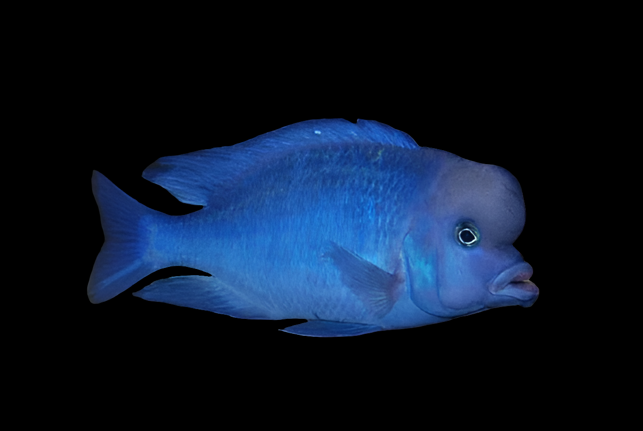 Blue Dolphin Cichlid - Cyrtocara moorii – Aquatic Oasis Reefing