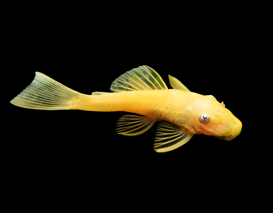 Blue Eye Lemon Bristlenose Pleco - Ancistrus sp. L144a – Aquatic Oasis ...