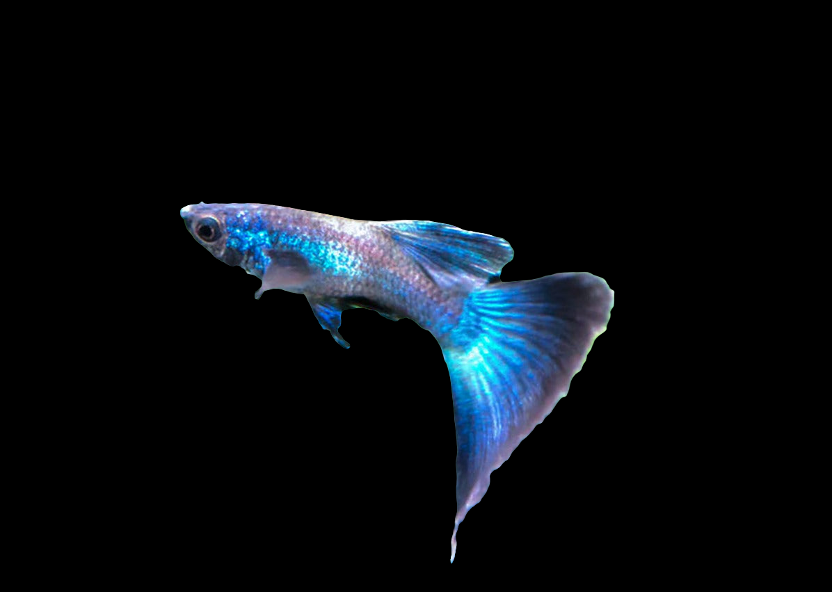 Blue Moscow Guppy - Male - Poecilia reticulata – Aquatic Oasis Reefing