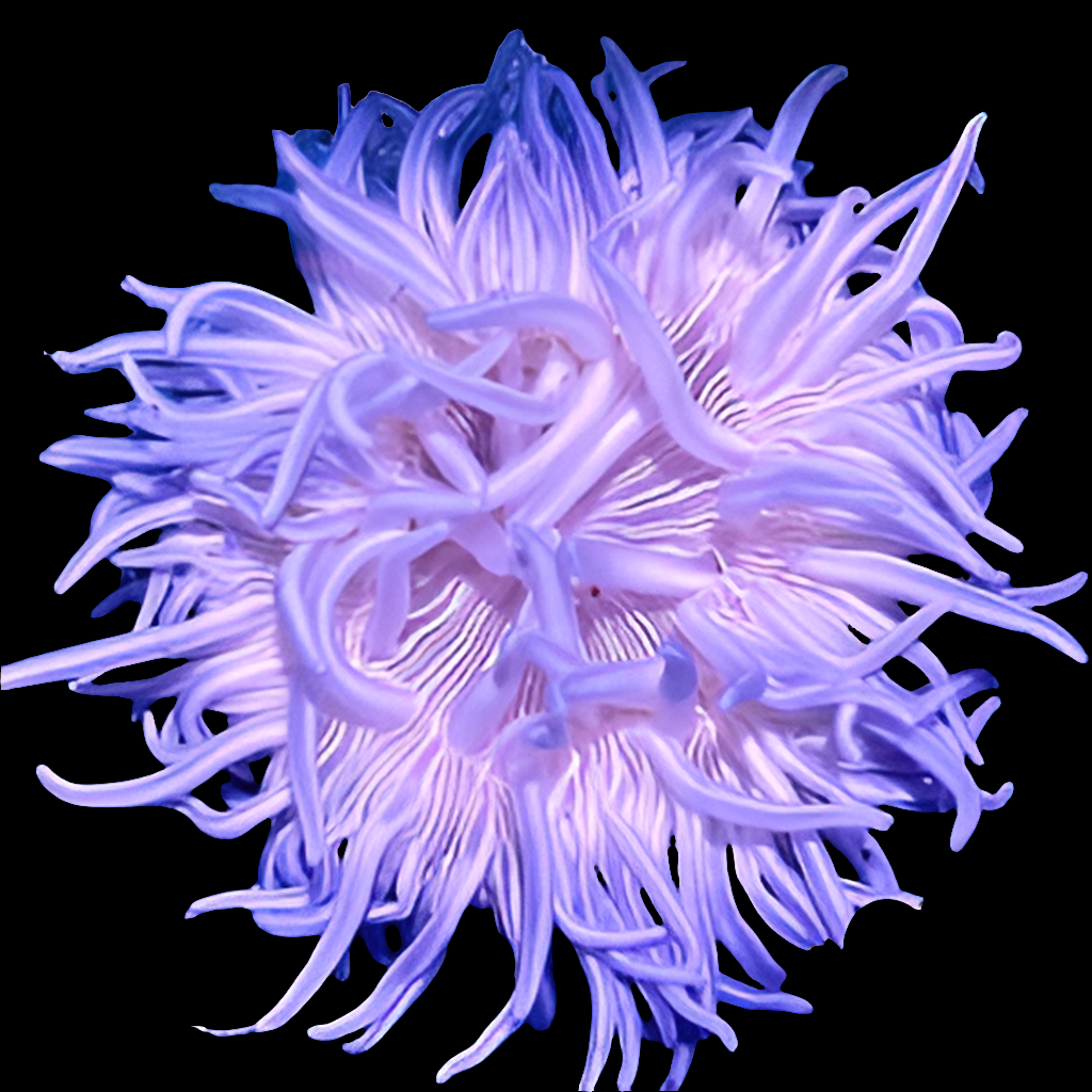 Blue Peppermint Long Tentacle Anemone – Aquatic Oasis Reefing