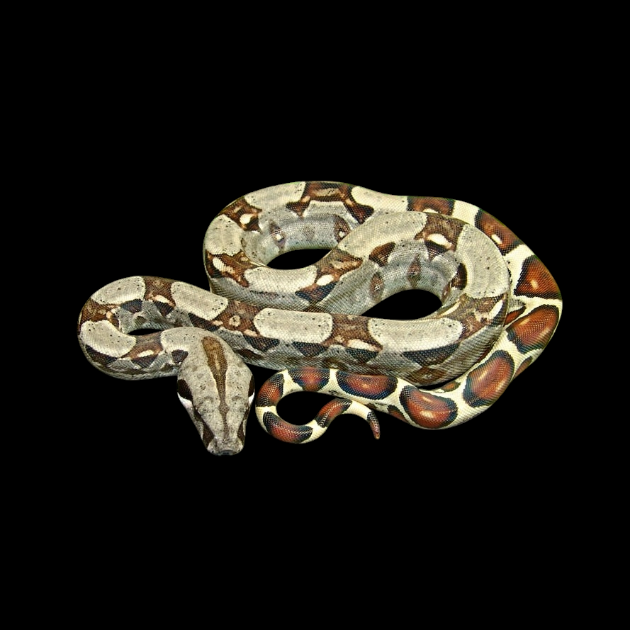 Boa Constrictor - Imperator – Aquatic Oasis Reefing
