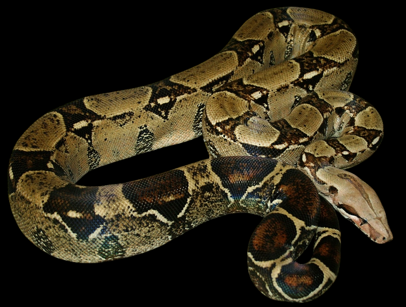 Boa Constrictor Imperator for Sale - Live Central American Boa ...