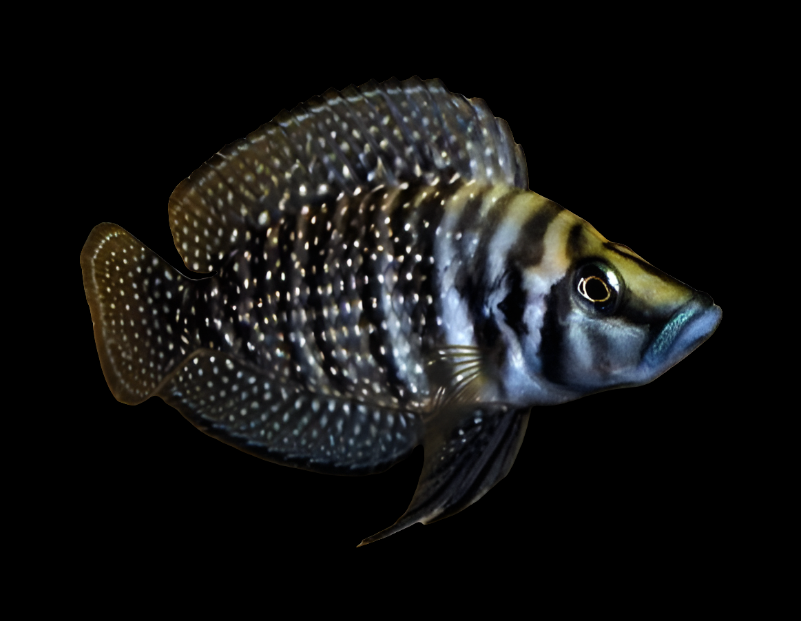 Calvus Cichlid - Altolamprologus calvus – Aquatic Oasis Reefing