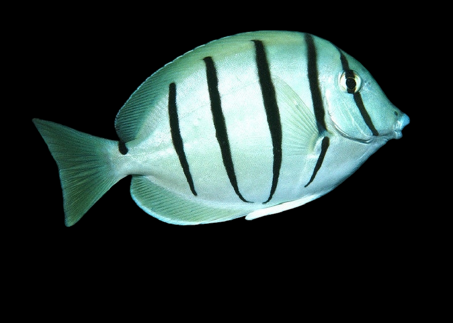 Convict Tang - Acanthurus triostegus – Aquatic Oasis Reefing