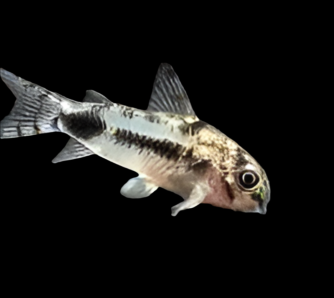 Pygmy Cory Catfish - Corydoras pygmaeus – Aquatic Oasis Reefing