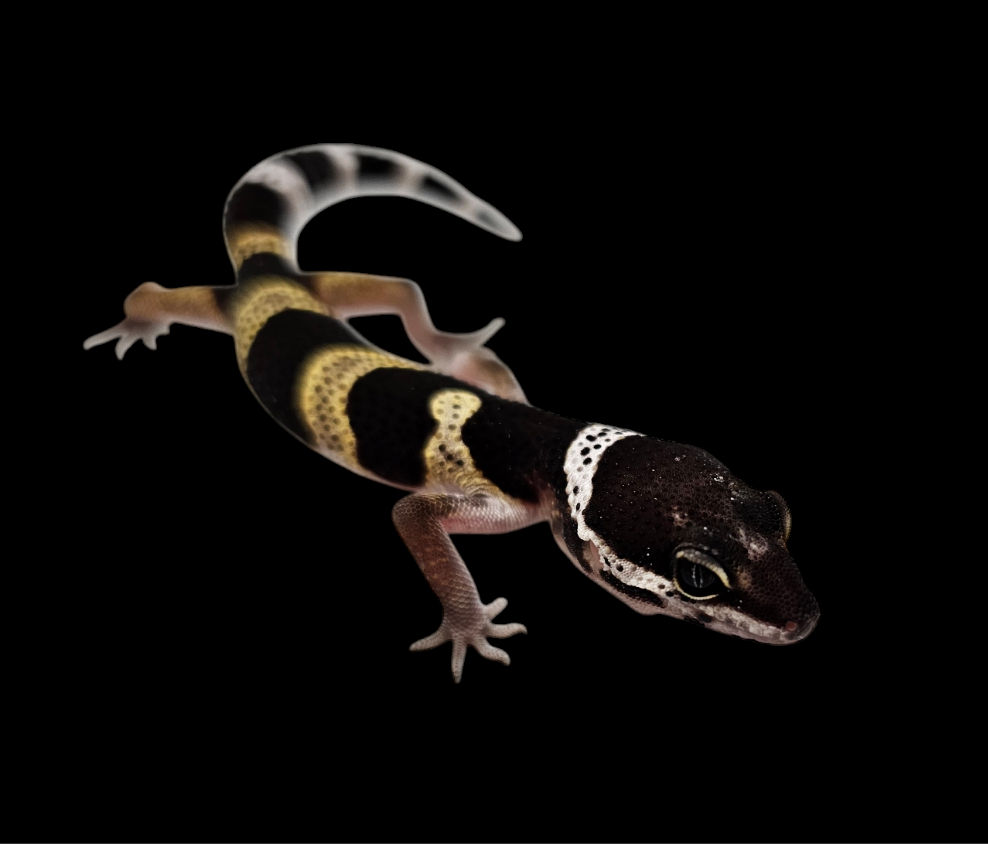 Black Night Double Het Leopard Gecko - Rare Premium Genetics | Aquatic ...