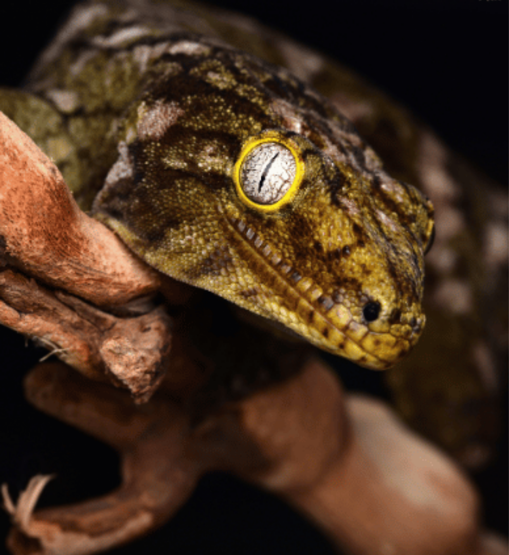 Leachianus Gecko Moro Island E 100% - Giant Gecko | Aquatic Oasis ...