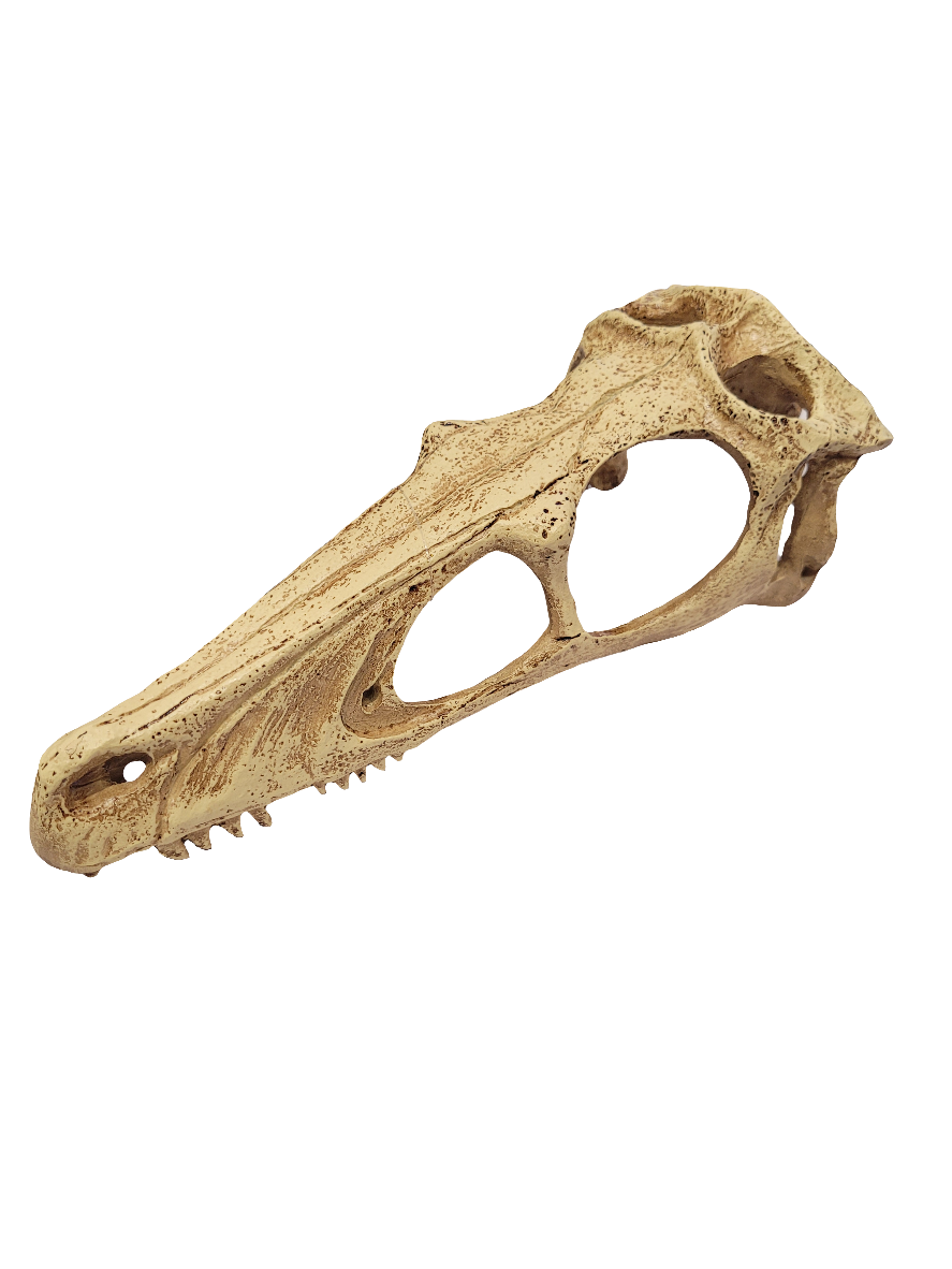 Komodo - Raptor Skull Decor – Aquatic Oasis Reefing