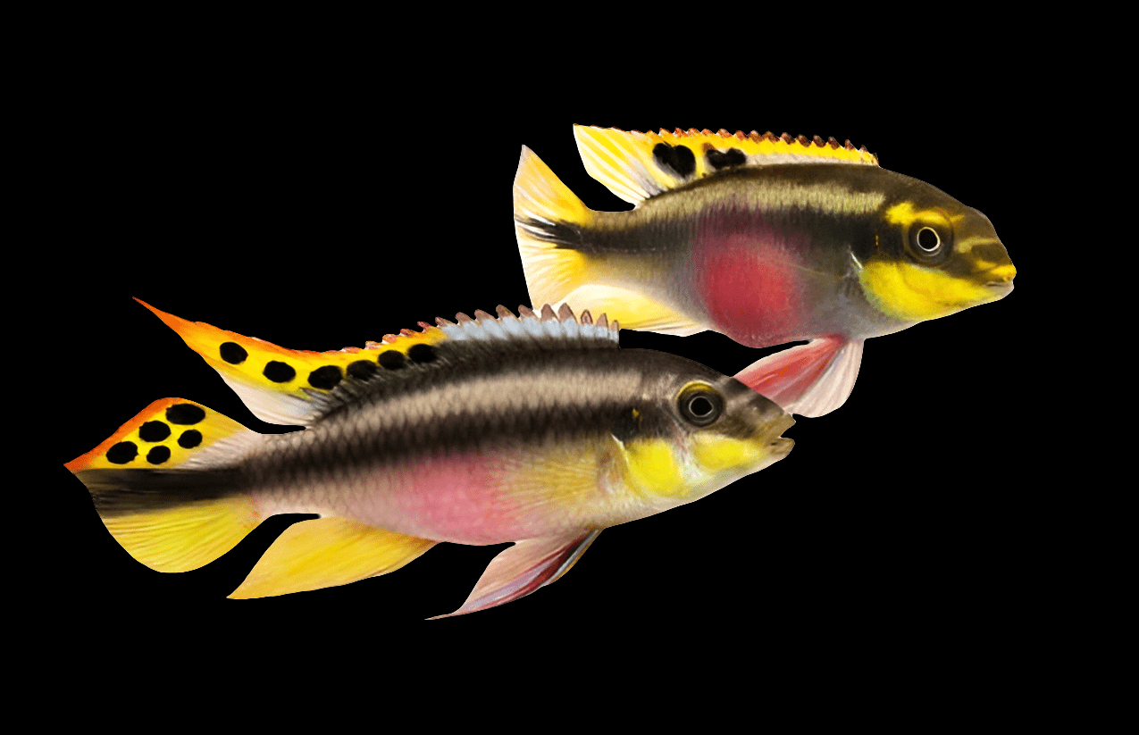 Kribensis Cichlid - Pelvicachromis Pulcher – Aquatic Oasis Reefing