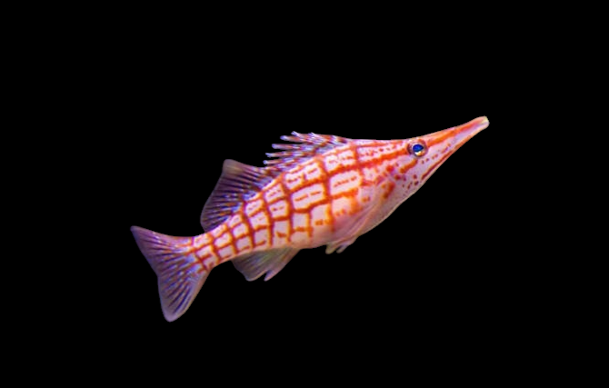Long Nose Hawkfish (Oxycirrhites typus) - Live Perching Marine Reef ...