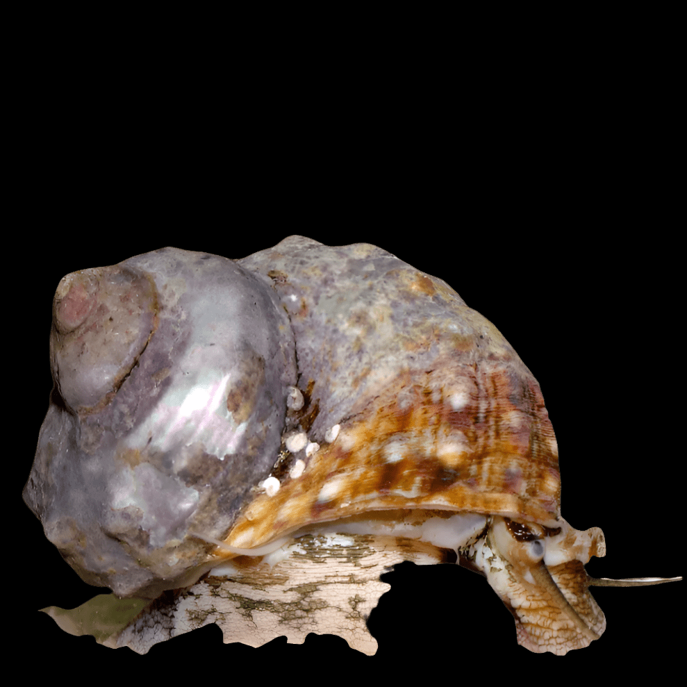 Mexican Turbo Snail - Turbo fluctuosa – Aquatic Oasis Reefing