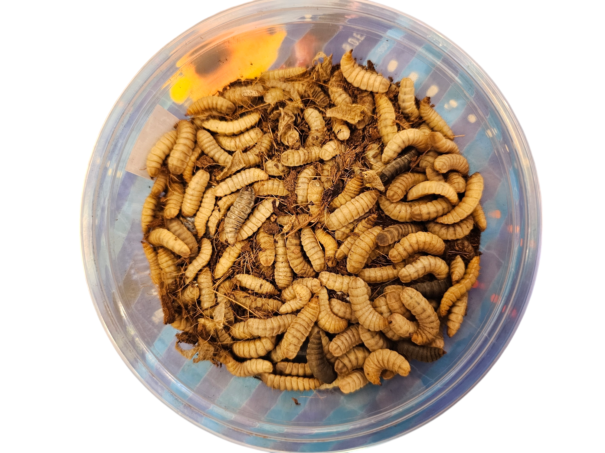 Black Soldier Fly Larvae 250ct - Bulk Premium Reptile Food | Aquatic ...