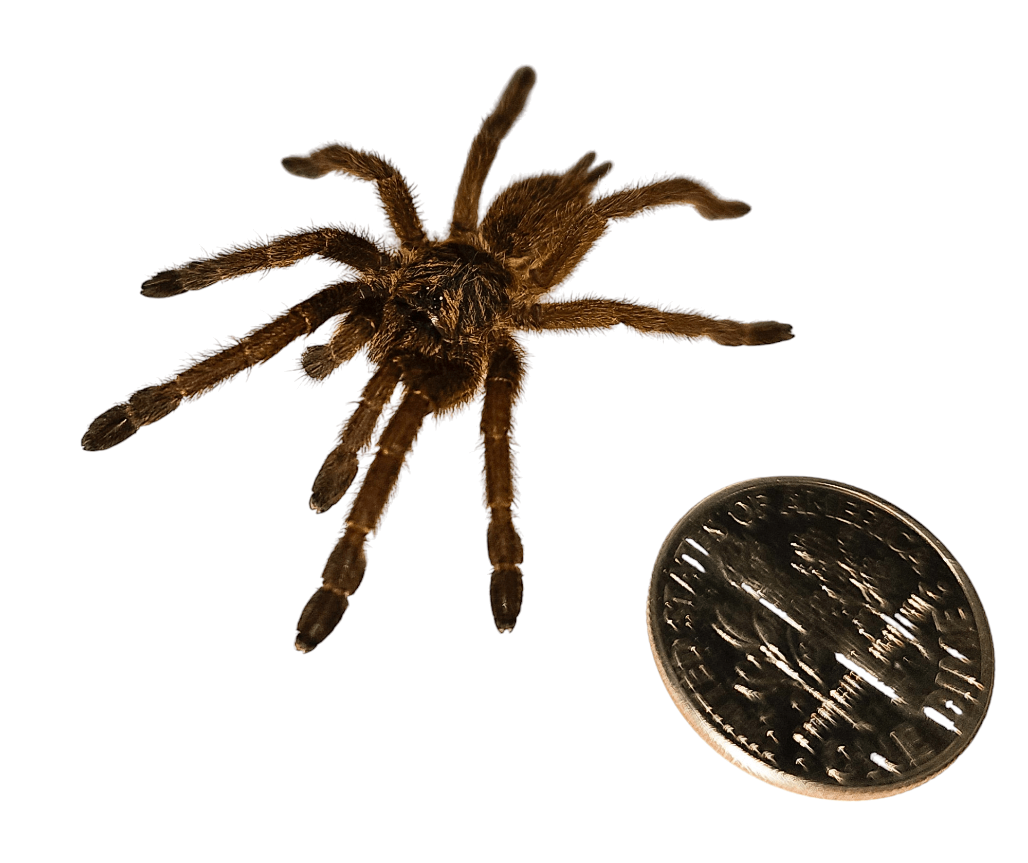 Orange Baboon Tarantula - Pterinochilus murinus – Aquatic Oasis Reefing