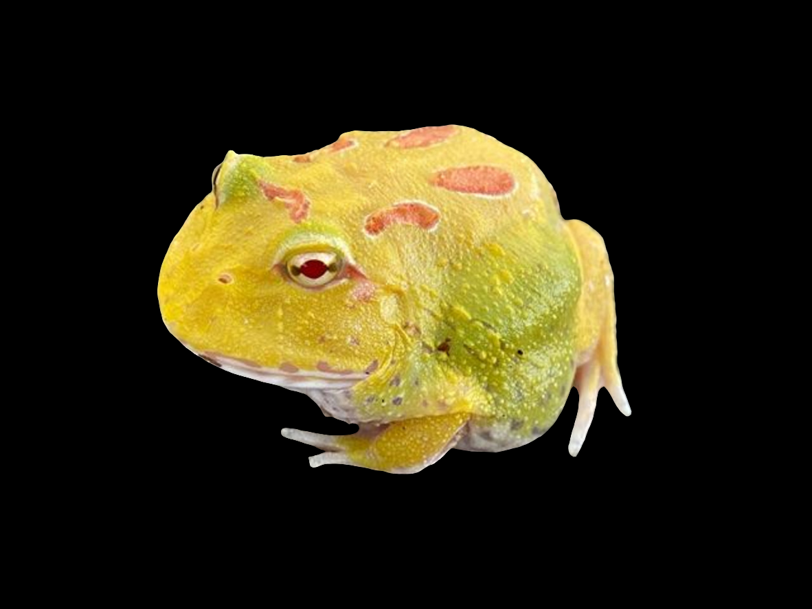 Lemon Drop Pikachu Pac-Man Frog - Yellow Ceratophrys | Aquatic Oasis ...