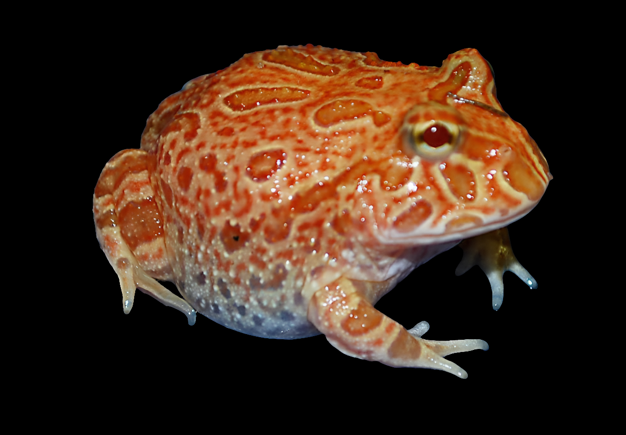 Strawberry Pac-Man Frog - Pink Red Ceratophrys | Aquatic Oasis ...
