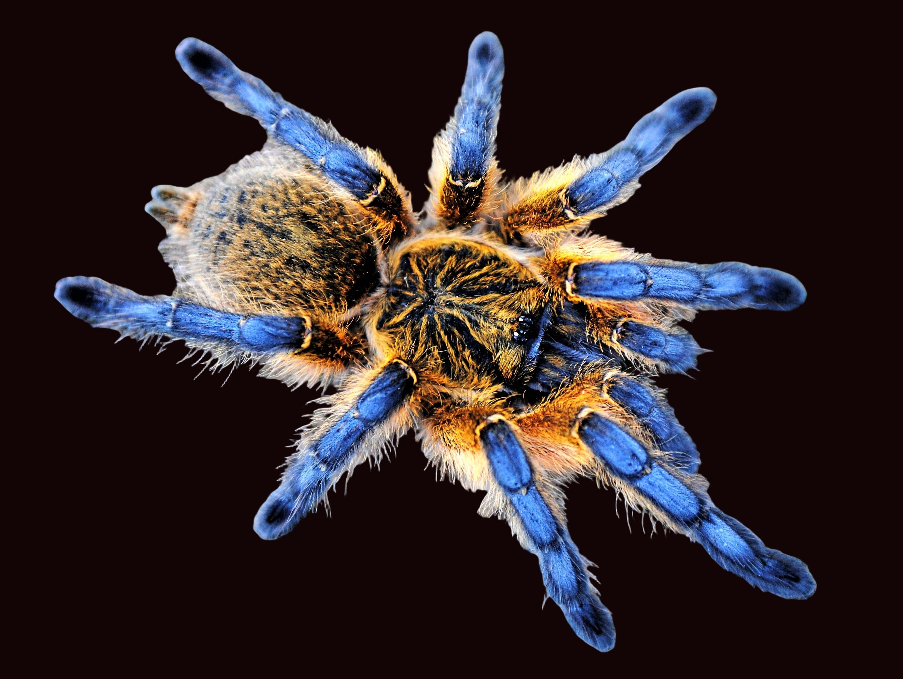 Golden Blue Leg Baboon Tarantula - Harpactira pulchripes Live – Aquatic ...
