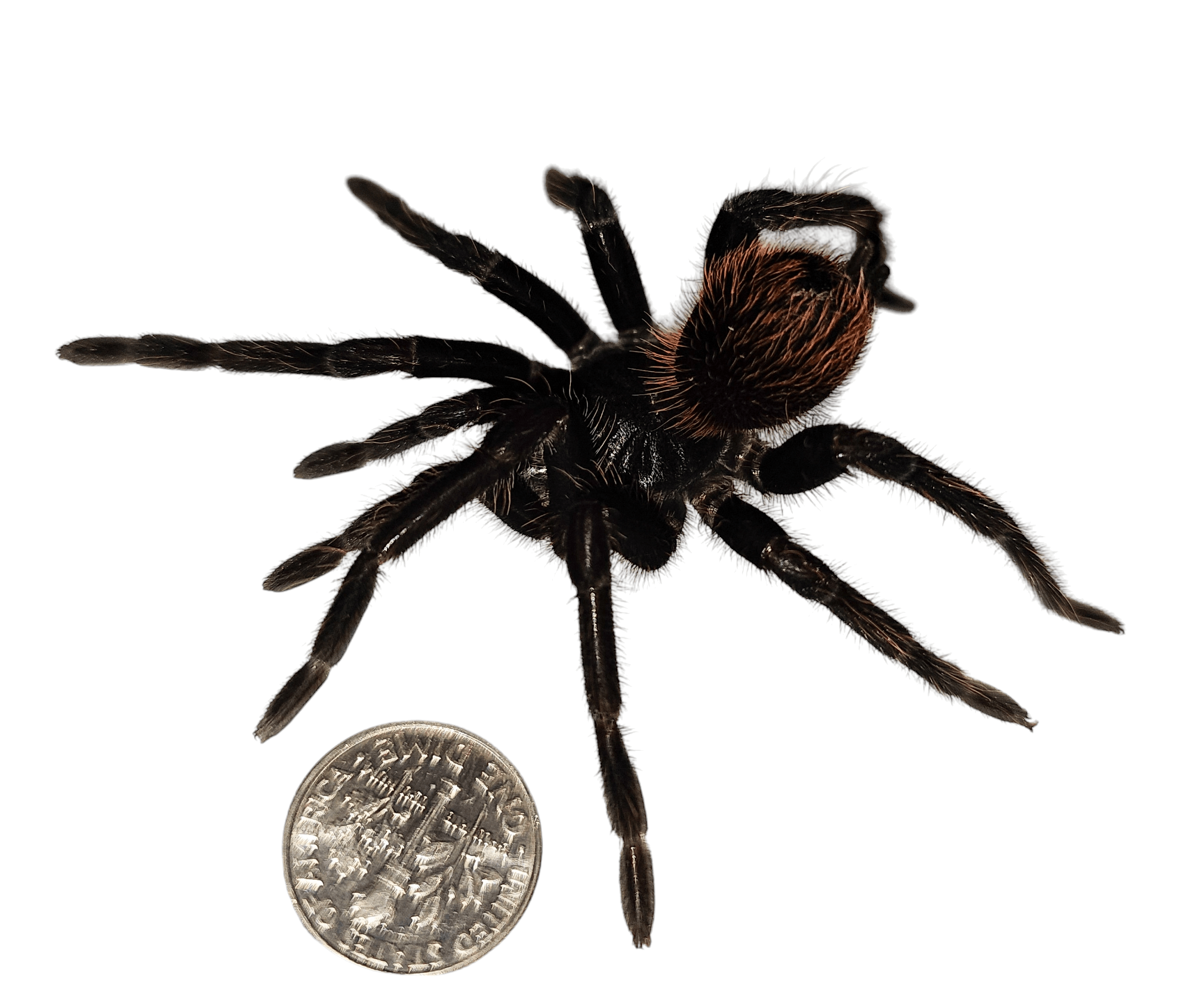 Steely Blue Leg Birdeater - Tarantula - Pamphobeteus antinous – Aquatic ...