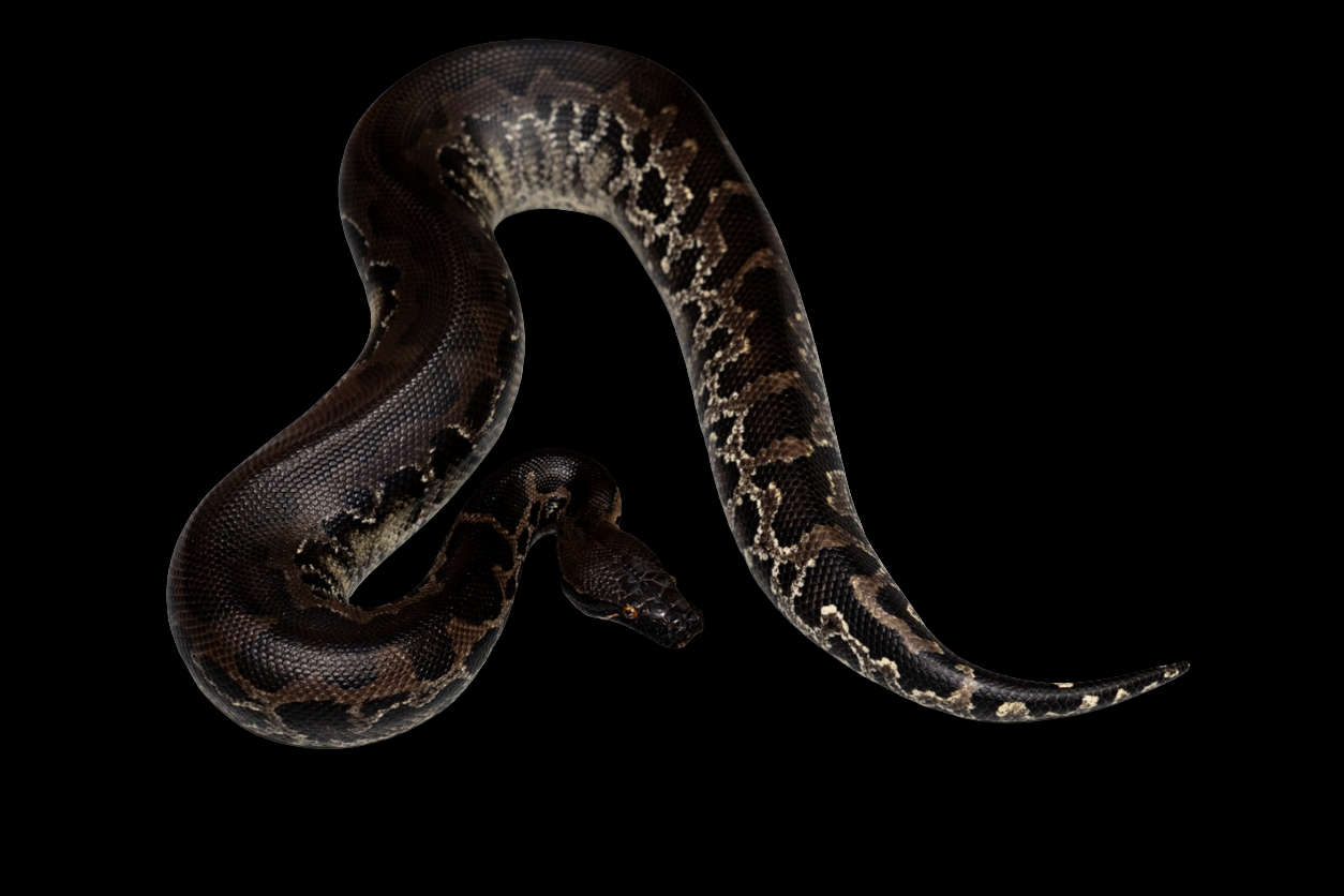 Sumatran Short-Tailed Python - Python curtus (Sub-adult) 1.0 – Aquatic ...