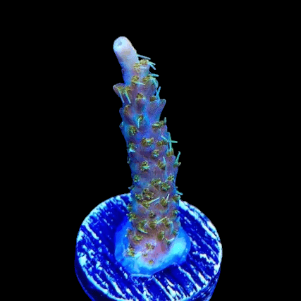 TGC Voodoo Majik Acropora – Aquatic Oasis Reefing