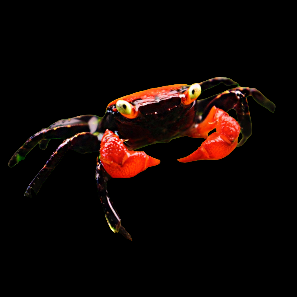 Red Devil Vampire Crab - Geosesarma hagen Live Freshwater | Aquatic ...