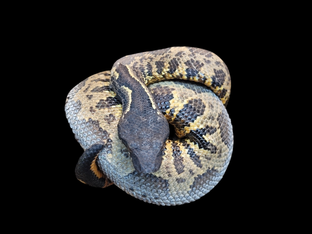 Viper Boa for Sale - Candoia aspera Live Exotic Snake | Aquatic Oasis ...