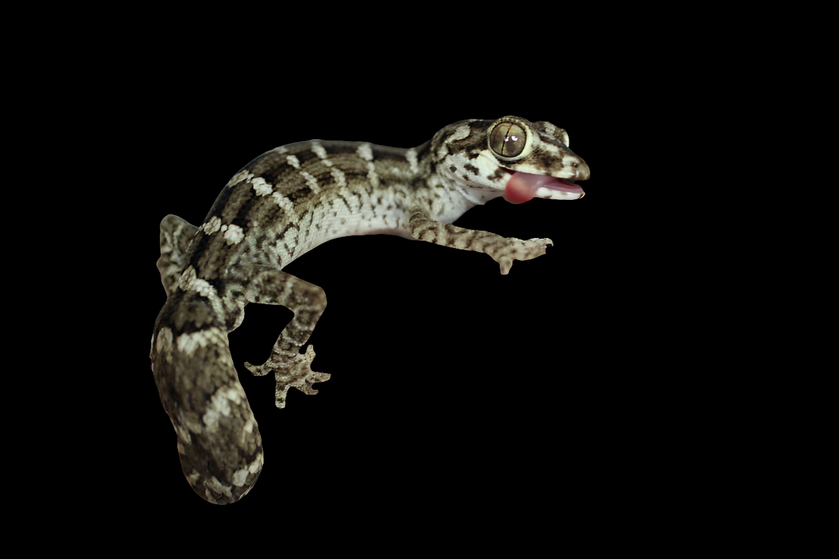 Viper Gecko for Sale - Hemidactylus imbricatus Captive Bred | Aquatic ...