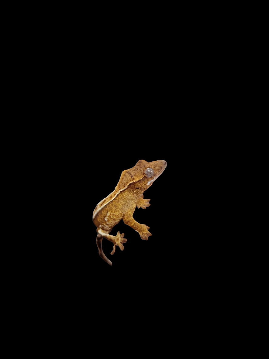 Crested Gecko - Lilly White Genetics Captive Bred | Aquatic Oasis ...