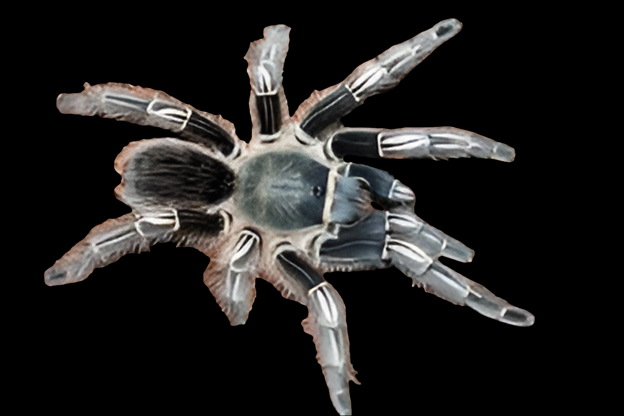 Costa Rican Zebra/Striped Knee Tarantula - Aphonopelma Semani – Aquatic ...