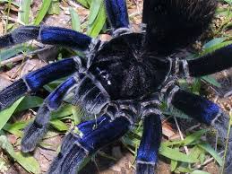 Pamphobeteus Antinous - Steely Blue Leg Birdeater – Aquatic Oasis Reefing