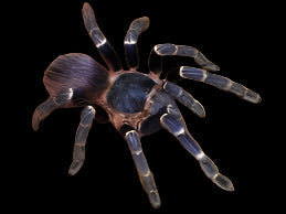 Tapinauchenius Rasti - Caribbean Diamond Tarantula – Aquatic Oasis Reefing