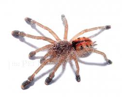 Avicularia juruensis - Peruvian Pink Toe Tarantula M2 – Aquatic Oasis ...