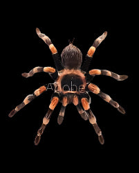 Brachypelma Hamorii - Mexican Red Knee Tarantula – Aquatic Oasis Reefing