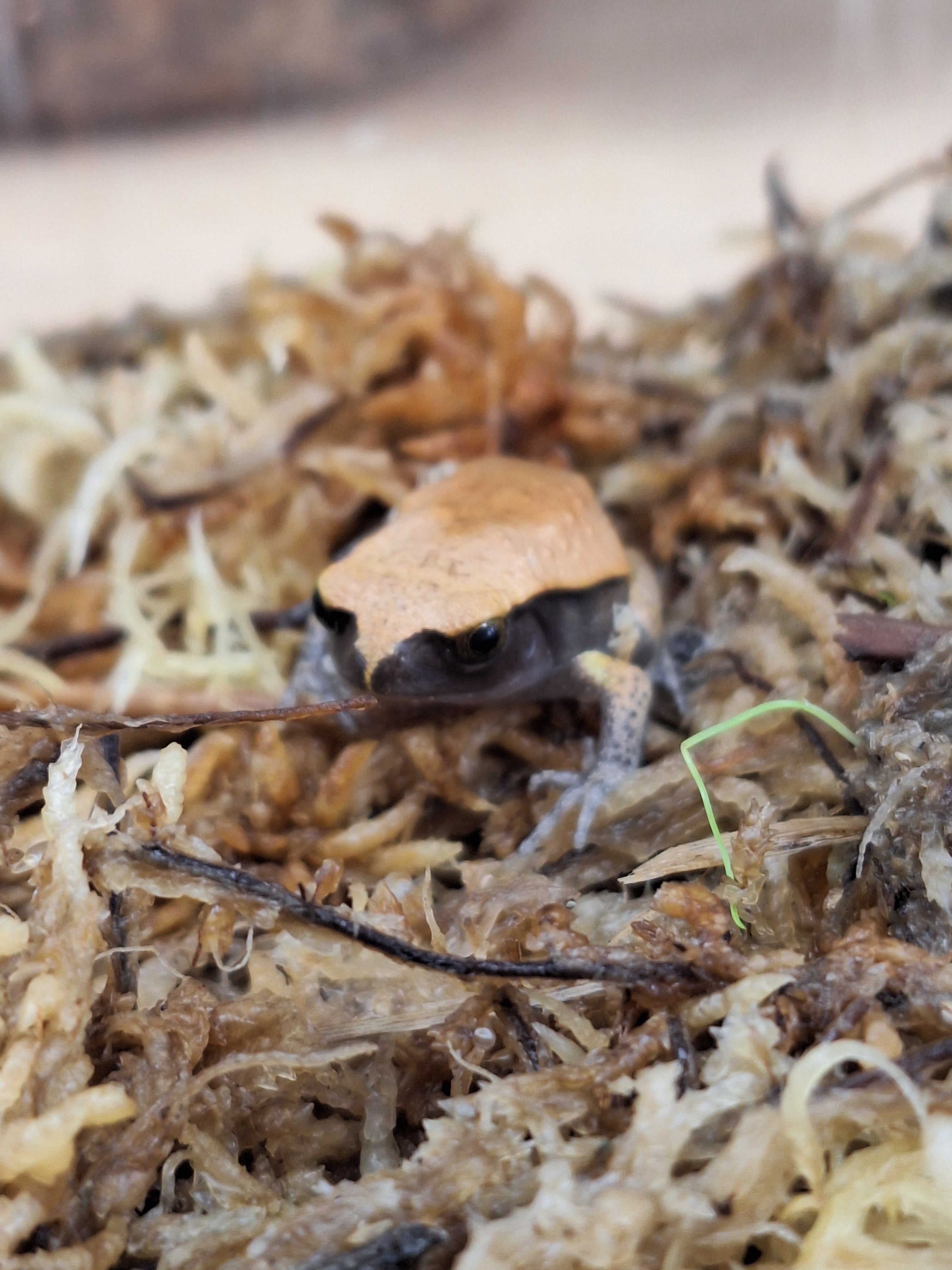 Tomato Frog for Sale - Dyscophus antongilii | Aquatic Oasis Reefing