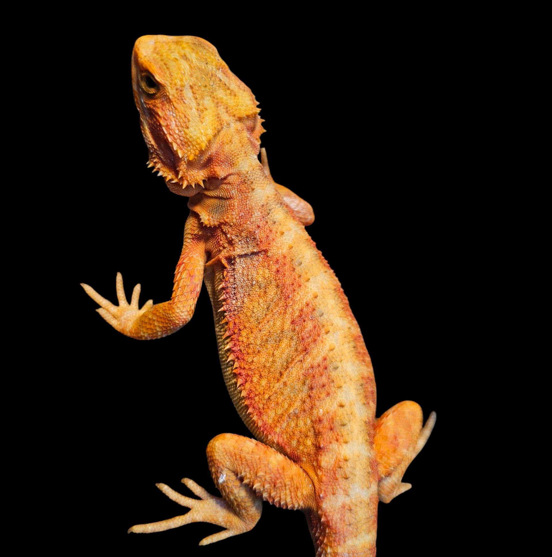 Bearded Dragon - Red Hypo -pogona vitticeps – Aquatic Oasis Reefing