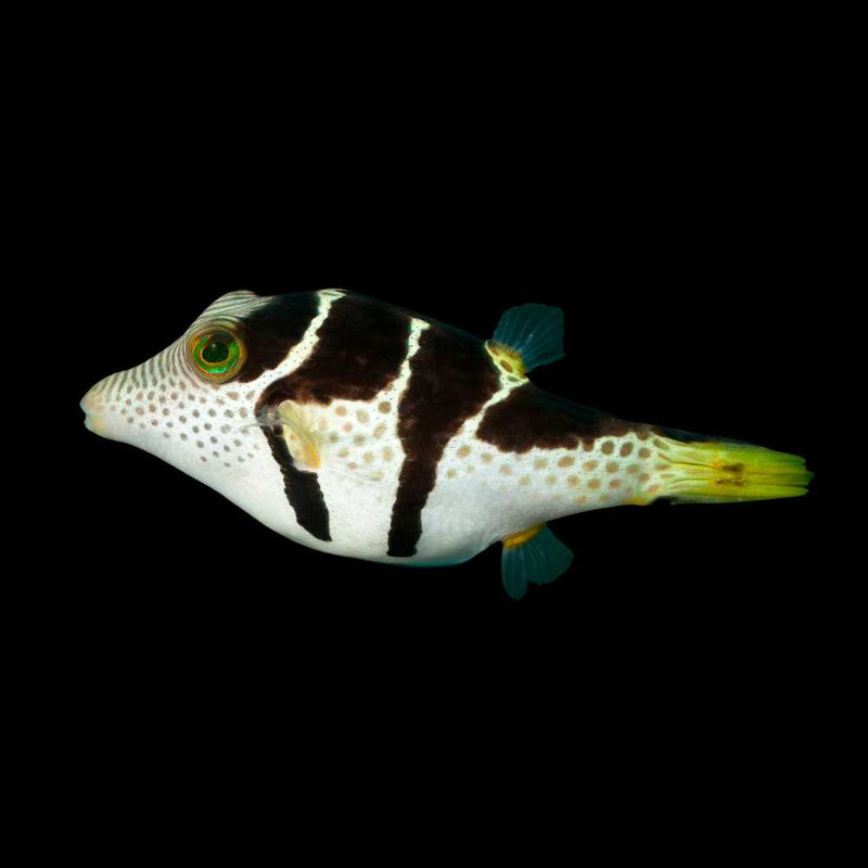 Porcupine Puffer Fish (Diodon holocanthus) - Live Interactive Marine ...