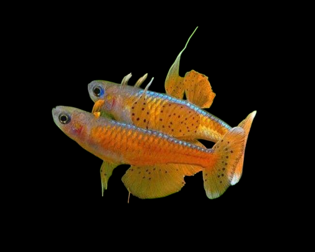Paskai Rainbowfish - Pseudomugil luminatus – Aquatic Oasis Reefing