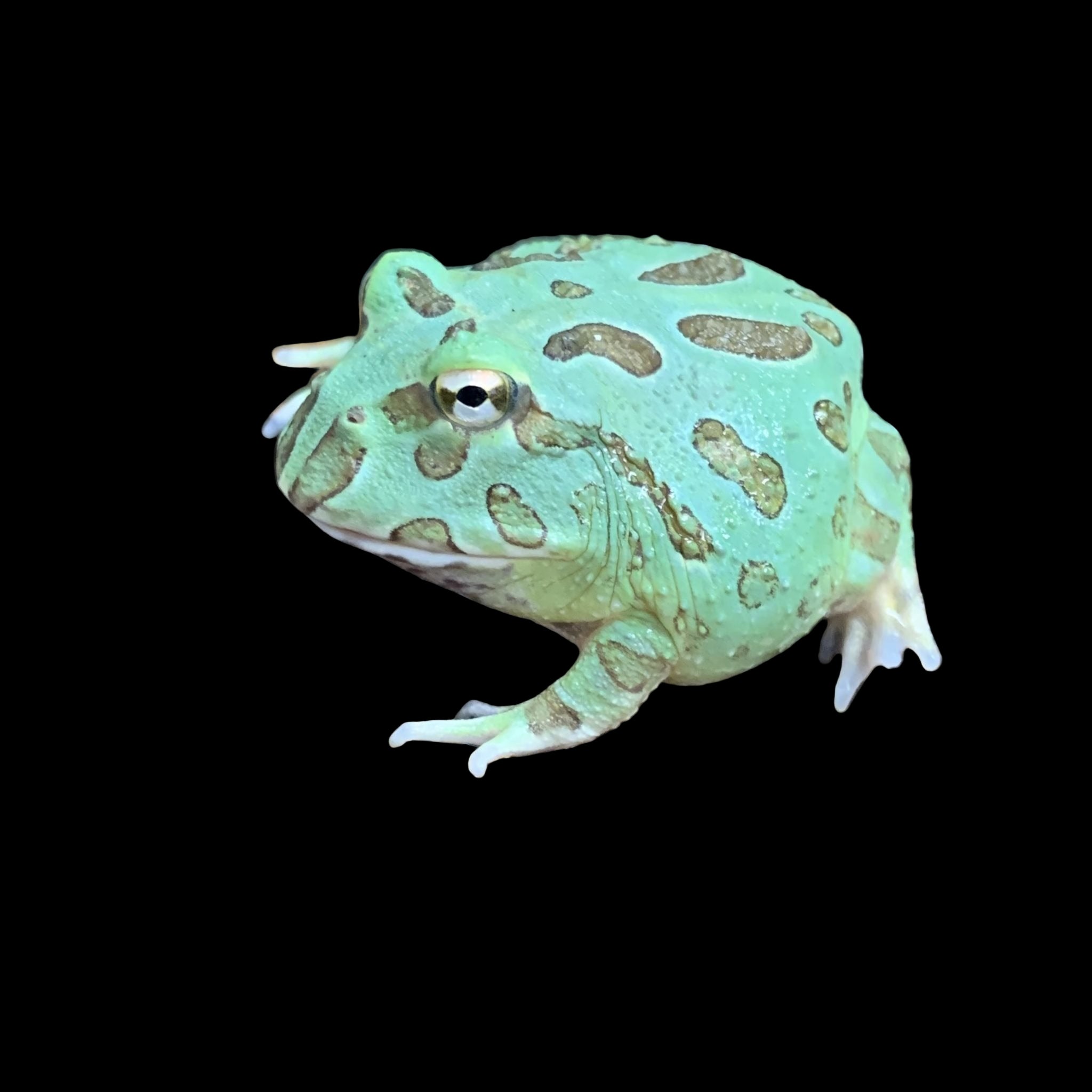 Blue Samurai Pac-Man Frog - Rare Designer Morph | Aquatic Oasis ...