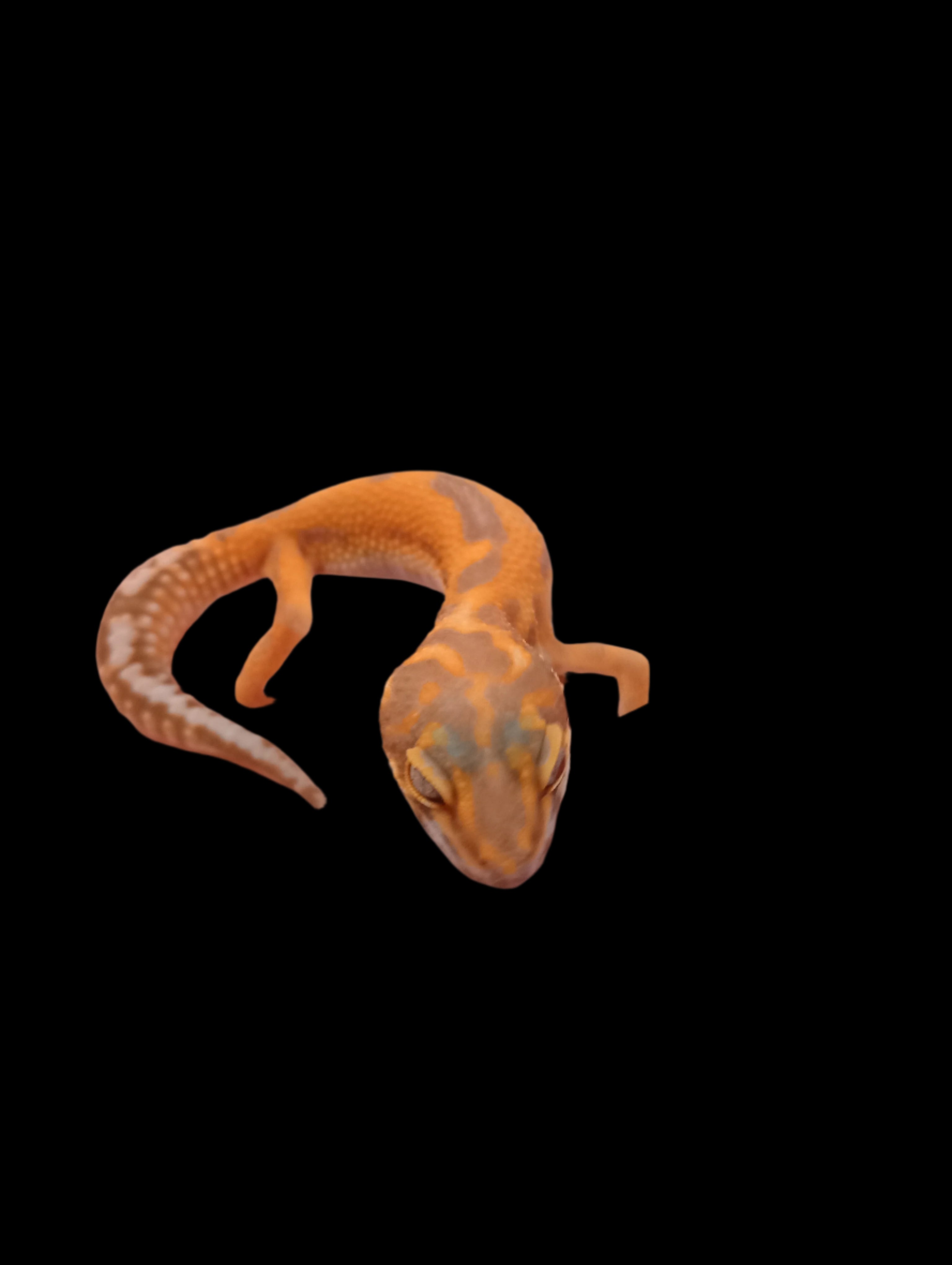 Tangerine Tremper Albino Leopard Gecko - Orange Morph | Aquatic Oasis ...