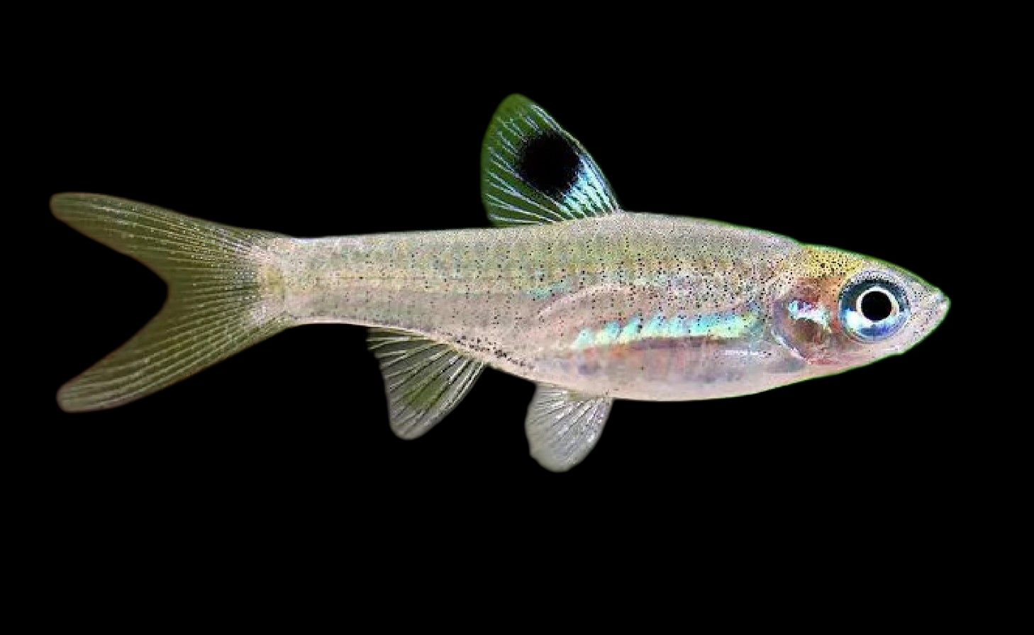 Emerald Eye Rasbora - Brevibora dorsiocellata – Aquatic Oasis Reefing